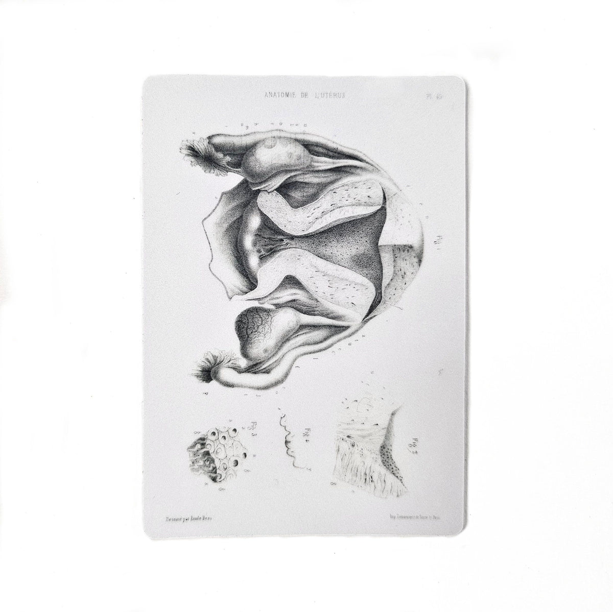 Antique Uterus Vinyl Sticker – Pergamo Paper Goods